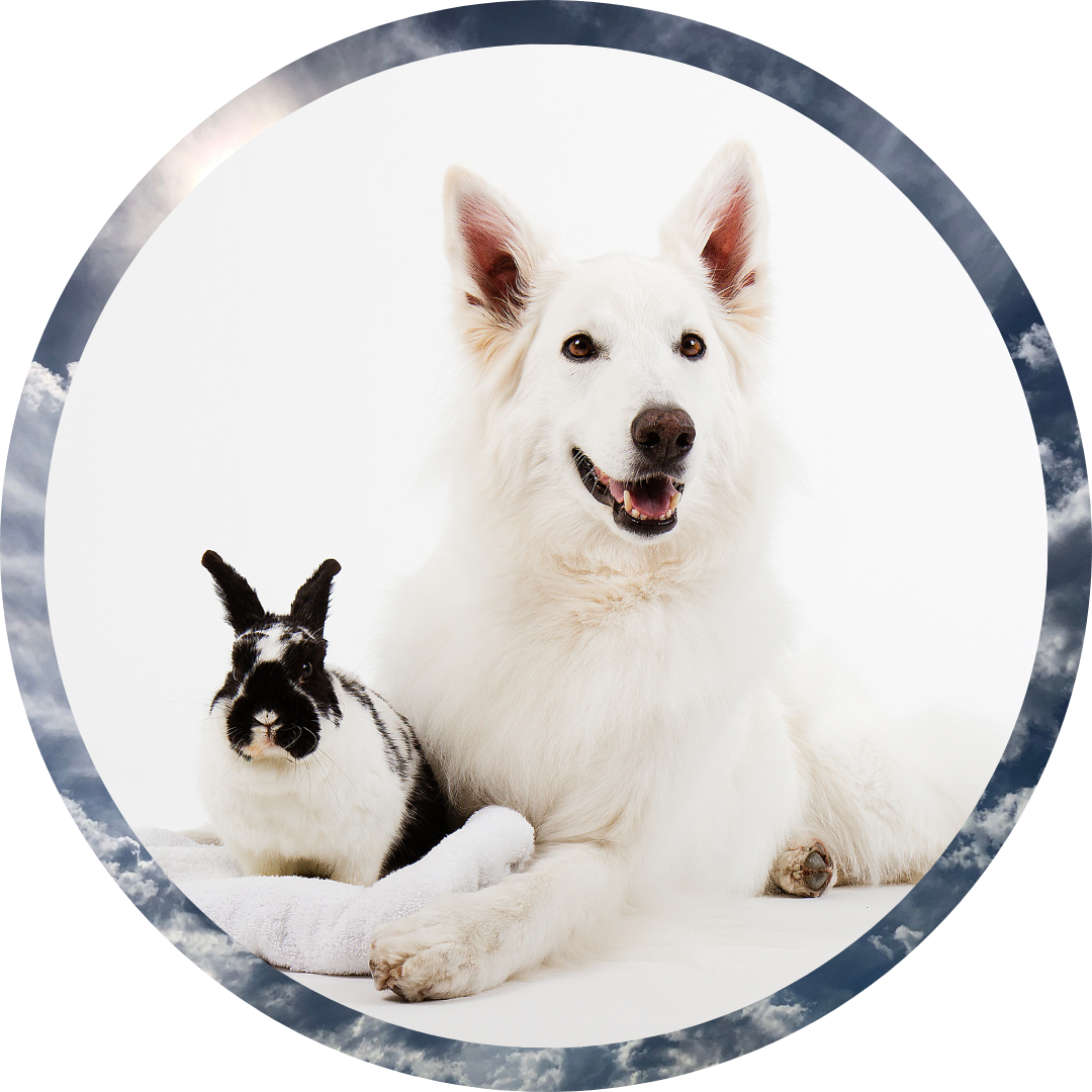Animal Communication & Healing